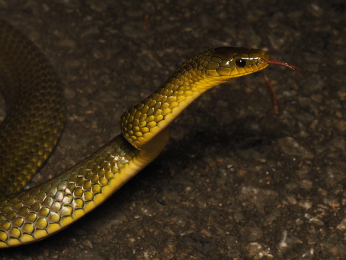 Ryukyu Green Snake (Ptyas semicarinata) - Snakes and Lizards