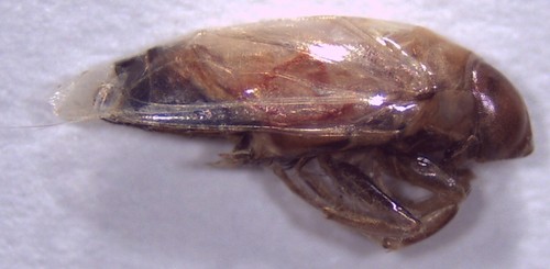 Anisops nasuta · iNaturalist