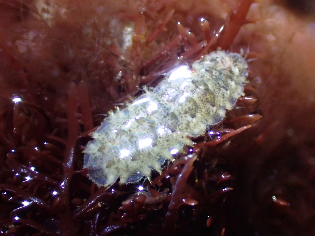 Scaleworms from San Diego County, CA, USA on June 25, 2025 at 04:49 AM ...