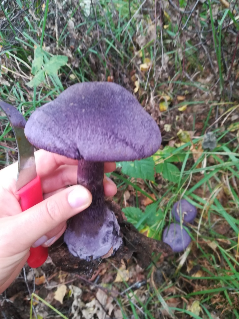 violet webcap from Trzebinia, Polska on September 28, 2019 at 11:44 AM ...