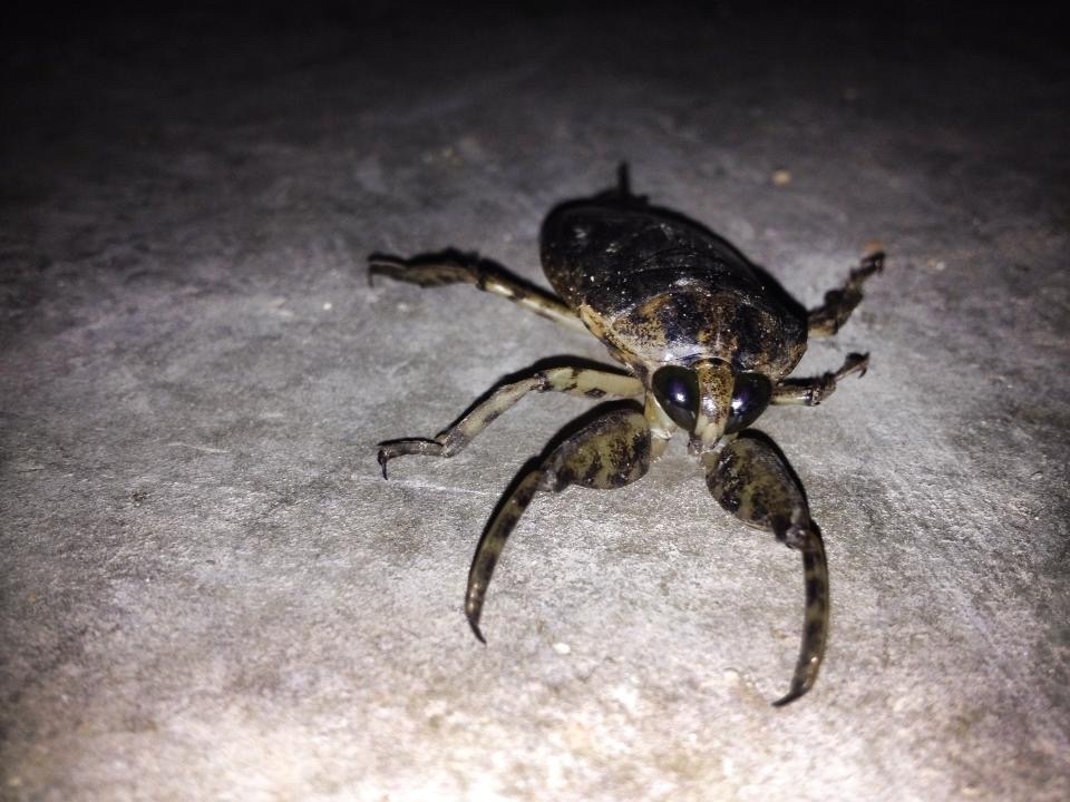 Lethocerus medius from Calle Juárez, General Zaragoza, NL, MX on ...