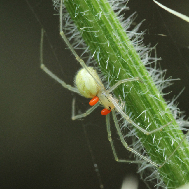 Common candy-striped spider from Cowen Trail, Matchedash Bay, Simcoe ...