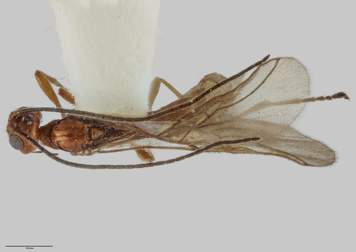 Chorebus thorpei · iNaturalist