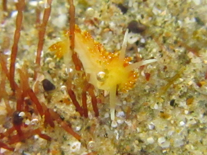 Tularia Burn, 1966