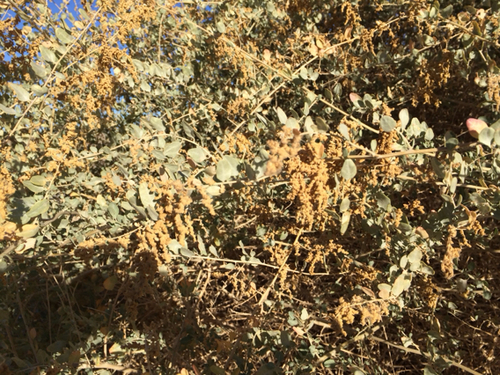 Quailbush (Subspecies Atriplex lentiformis breweri) · iNaturalist