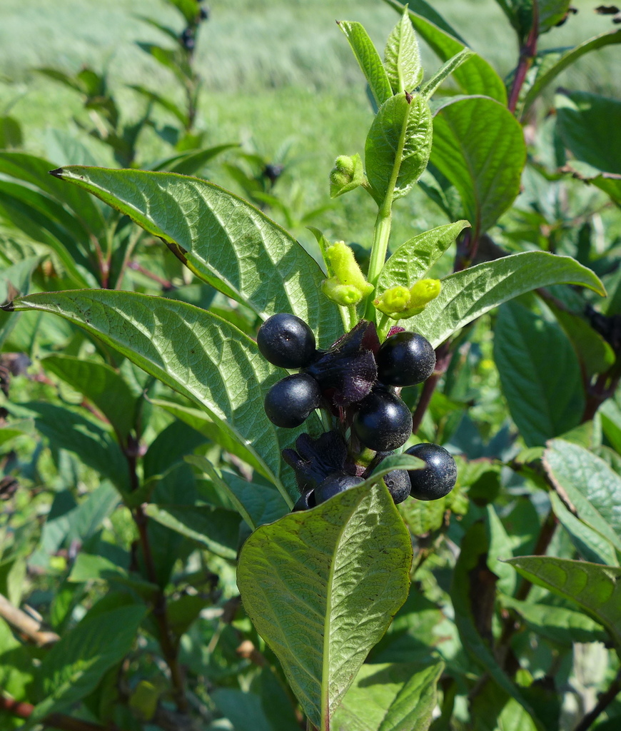 twinberry honeysuckle from Squamish, BC, Canada on July 19, 2015 at 02: ...
