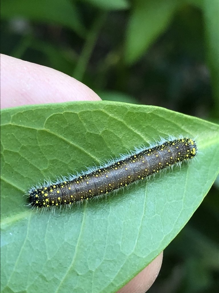 Caper White from Rocklea, QLD, AU on September 28, 2019 at 04:02 PM by ...