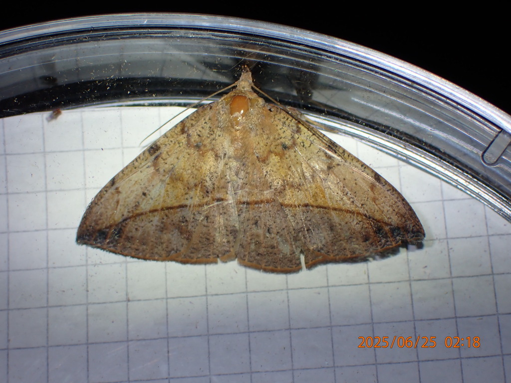Gorgone augusta from Charlotteville, Trinidad and Tobago on June 24 ...