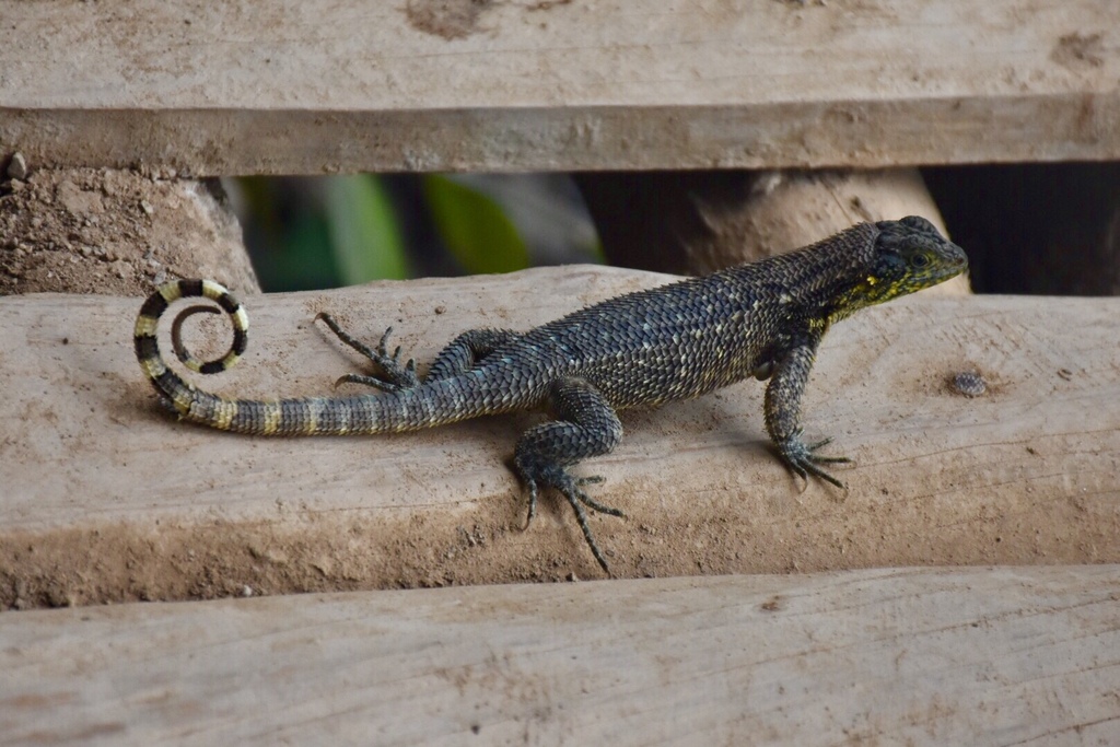 Northern Curly-tailed Lizard from Provincia de Pinar del Río ...