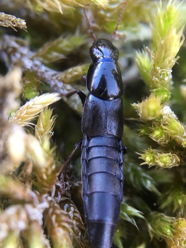 Quedius levicollis · Naturalista Costa Rica