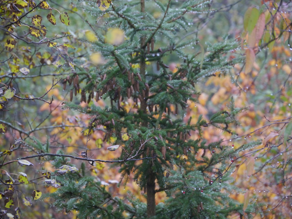 white spruce (Picea glauca) - Botanical Realm