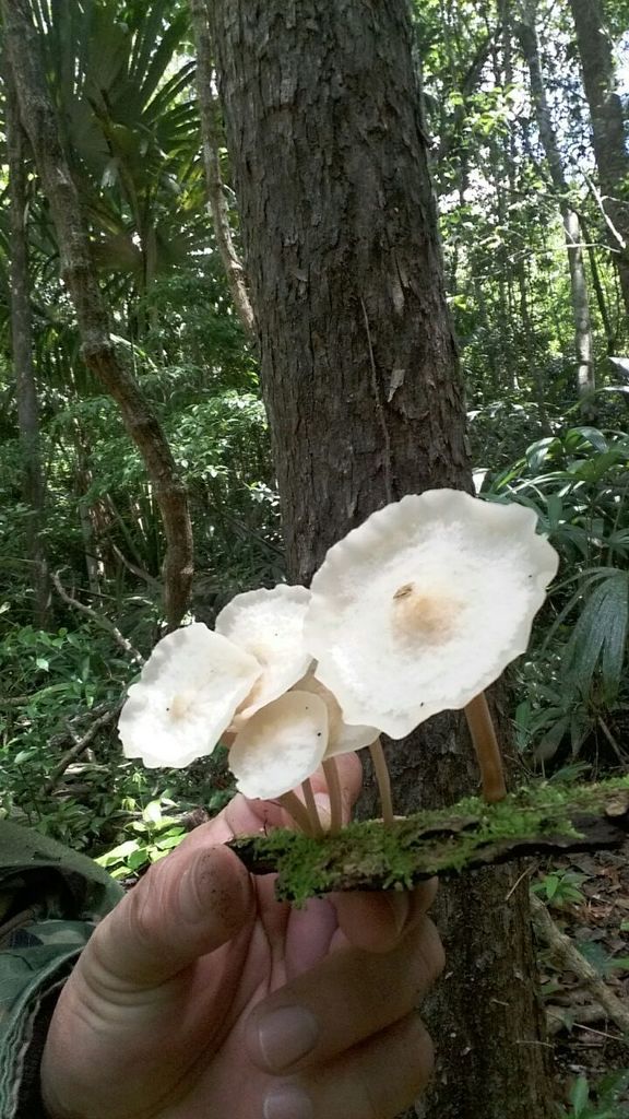 Filoboletus gracilis (Hongos de Yopal) · iNaturalist