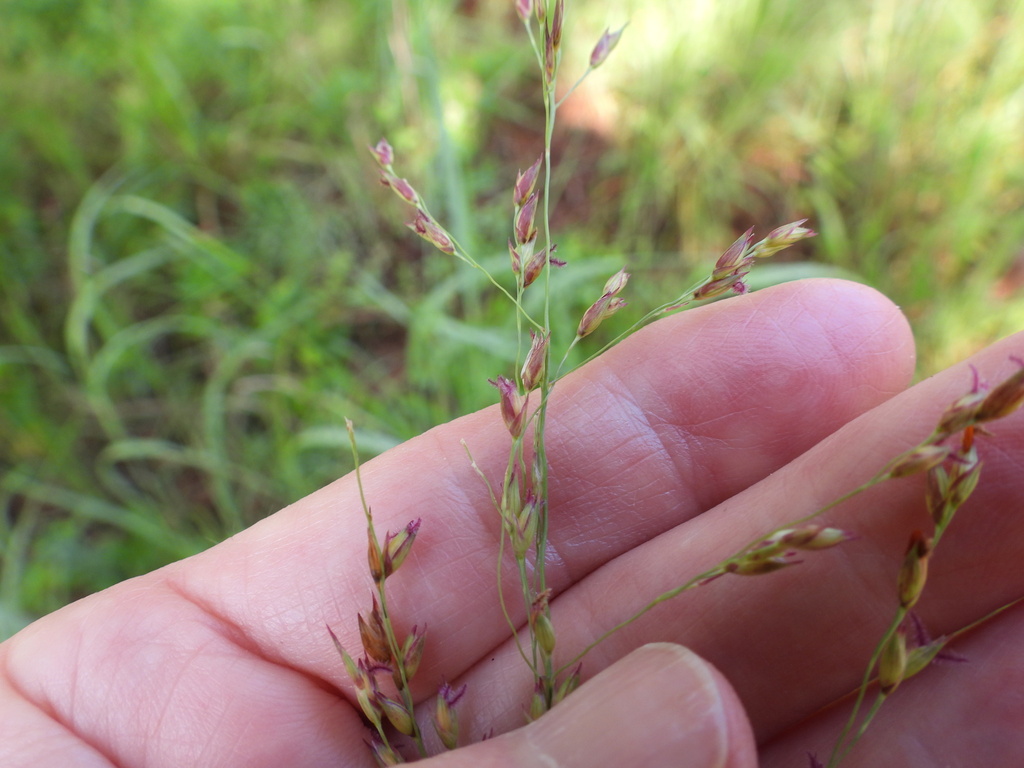 switchgrass from Bastrop County, TX, USA on June 26, 2025 at 08:56 AM ...