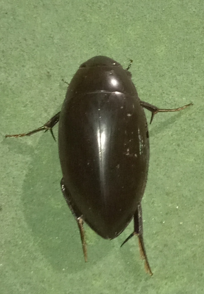 Hydrophilus from El Zamorano, Francisco Morazán, Honduras on June 24 ...