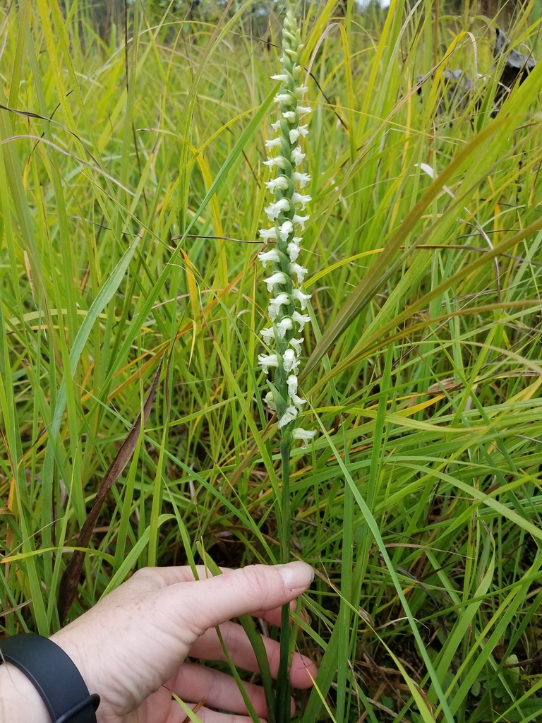 yellow nodding ladies' tresses in September 2019 by Erin Faulkner. Why ...