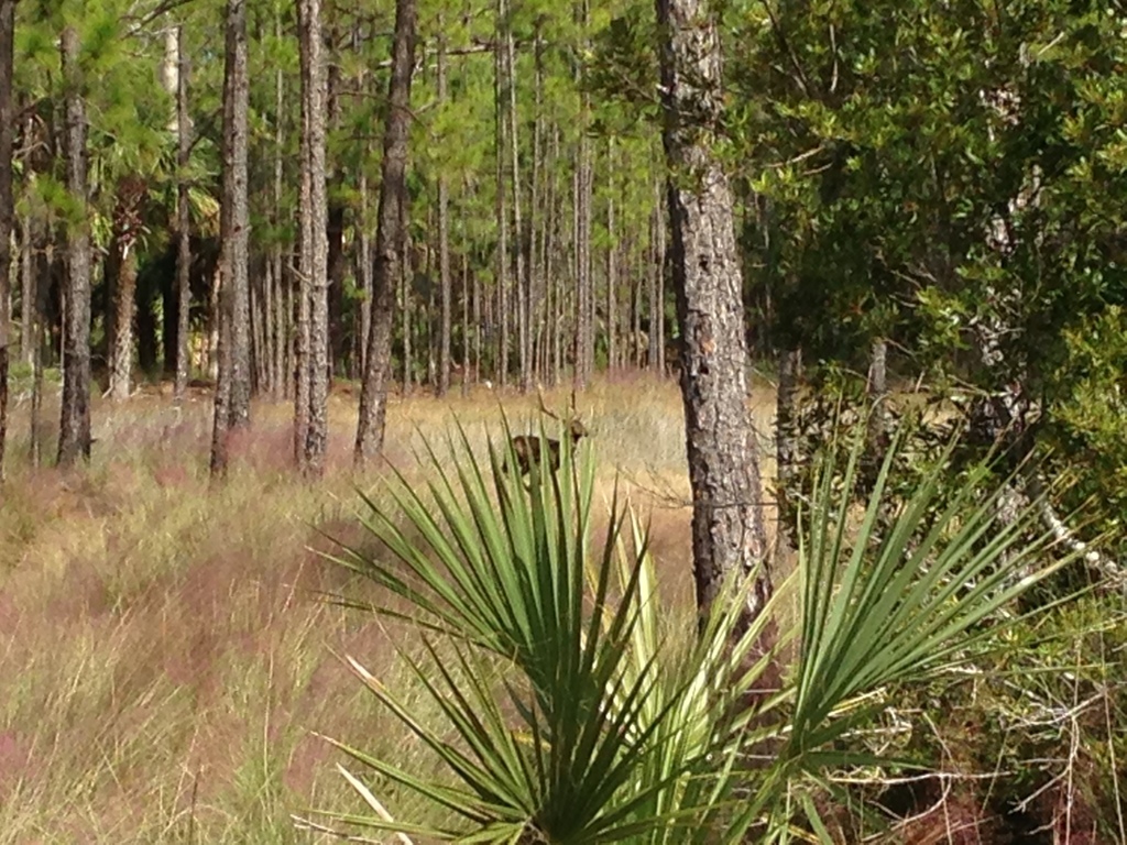 European Fallow Deer from Glynn County, GA, USA on October 25, 2018 at ...