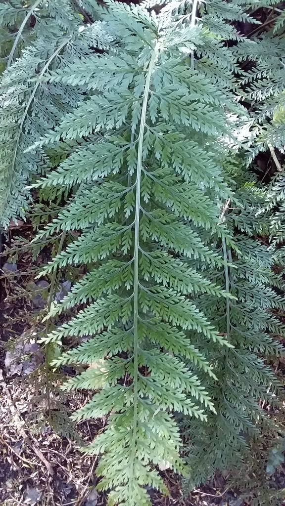 hen and chickens fern from West Invercargill, Invercargill 9810, New ...