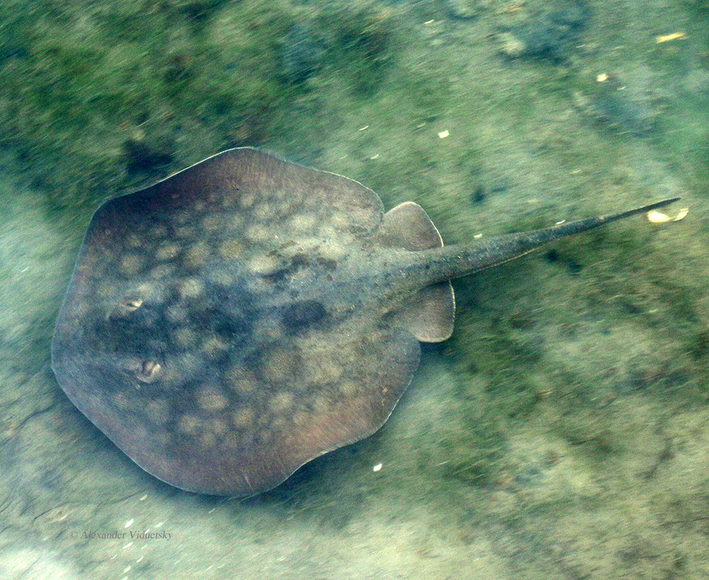 Haller's Round Ray from Orange County, CA, USA on September 28, 2019 at ...
