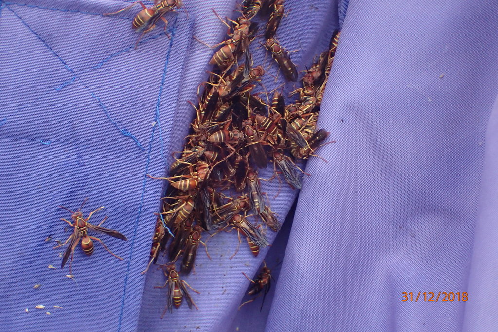 Southern Paper Wasp from Glynn County, GA, USA on December 31, 2018 at ...