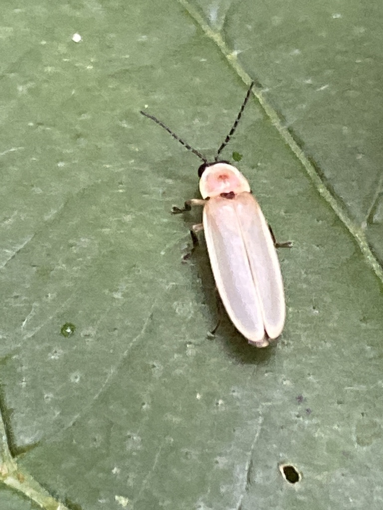 Little Gray Firefly from Hueston Woods State Park, College Corner, OH ...