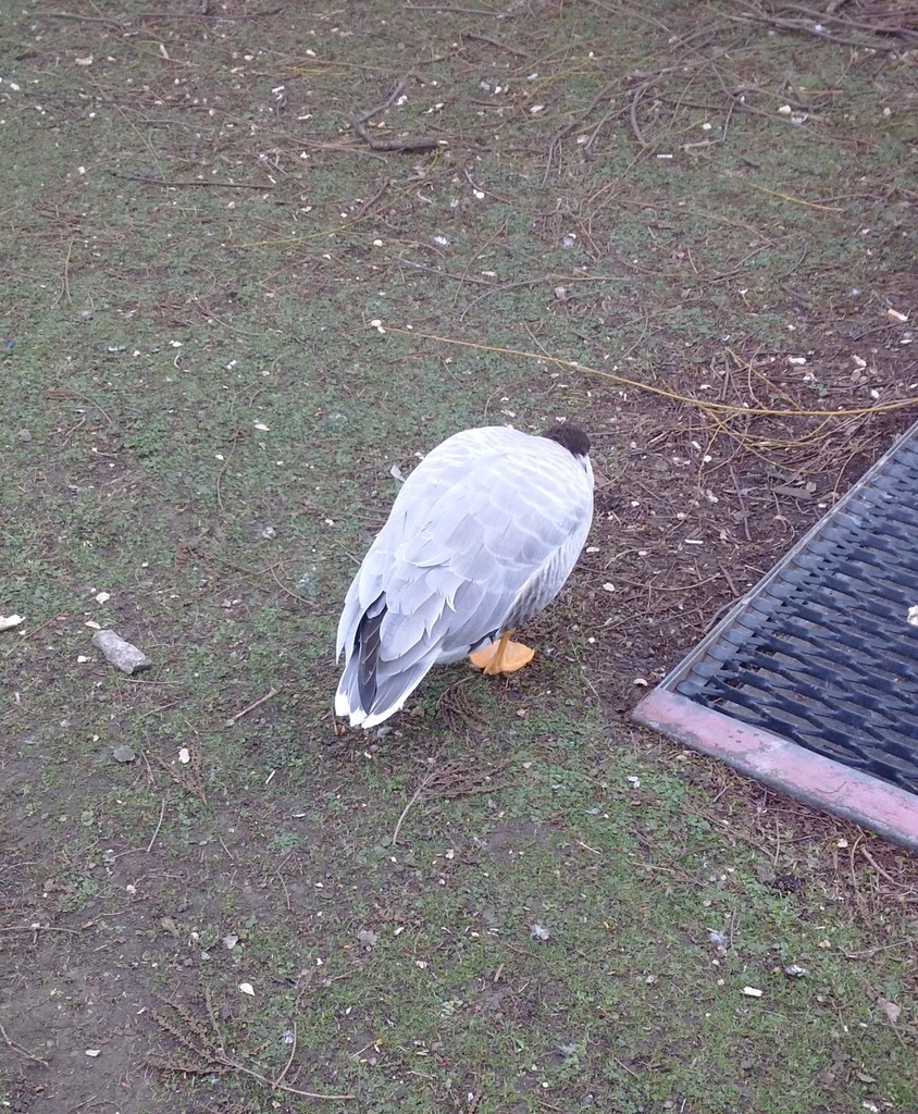 Grey Geese from London, UK on March 22, 2015 at 11:33 AM by Andrew ...