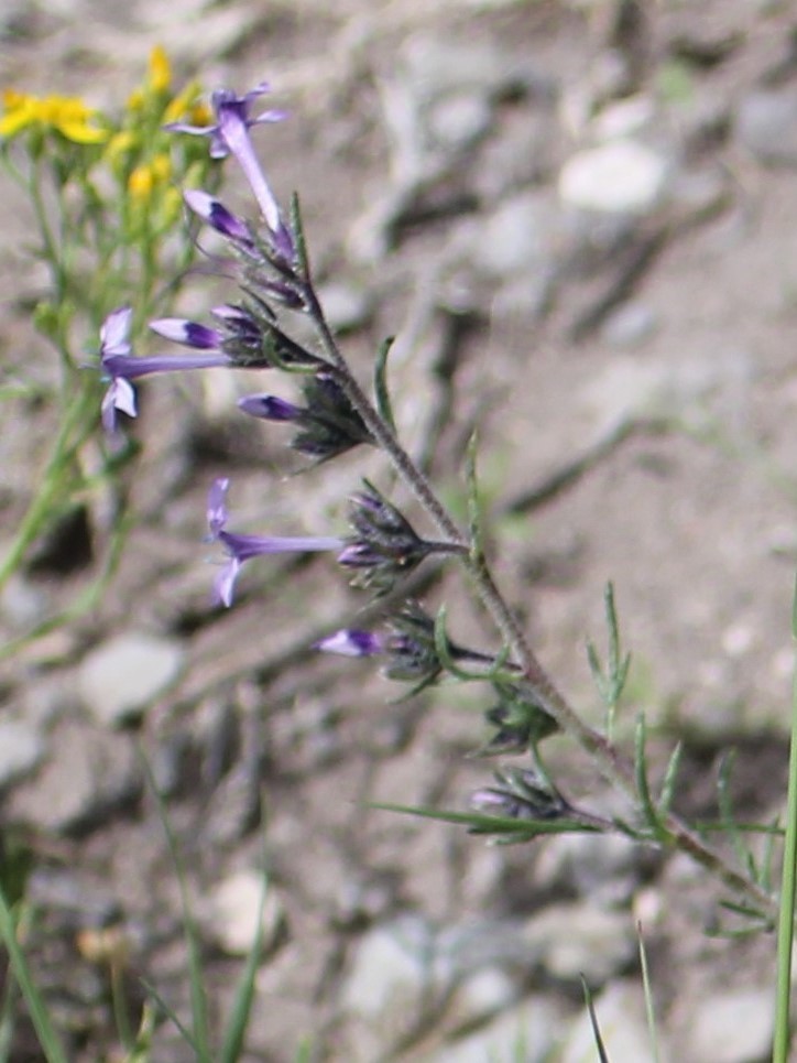 Manyflowered Ipomopsis from Apache County, AZ, USA on August 14, 2019 ...