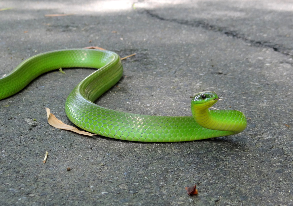 Chinese Green Snake from Shoufeng Township, Hualien County, Taiwan 974 ...