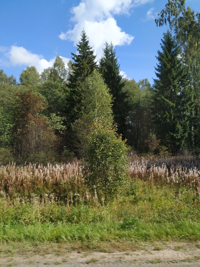 fireweed from Селижаровский р-н, Тверская обл., Россия on September 1 ...