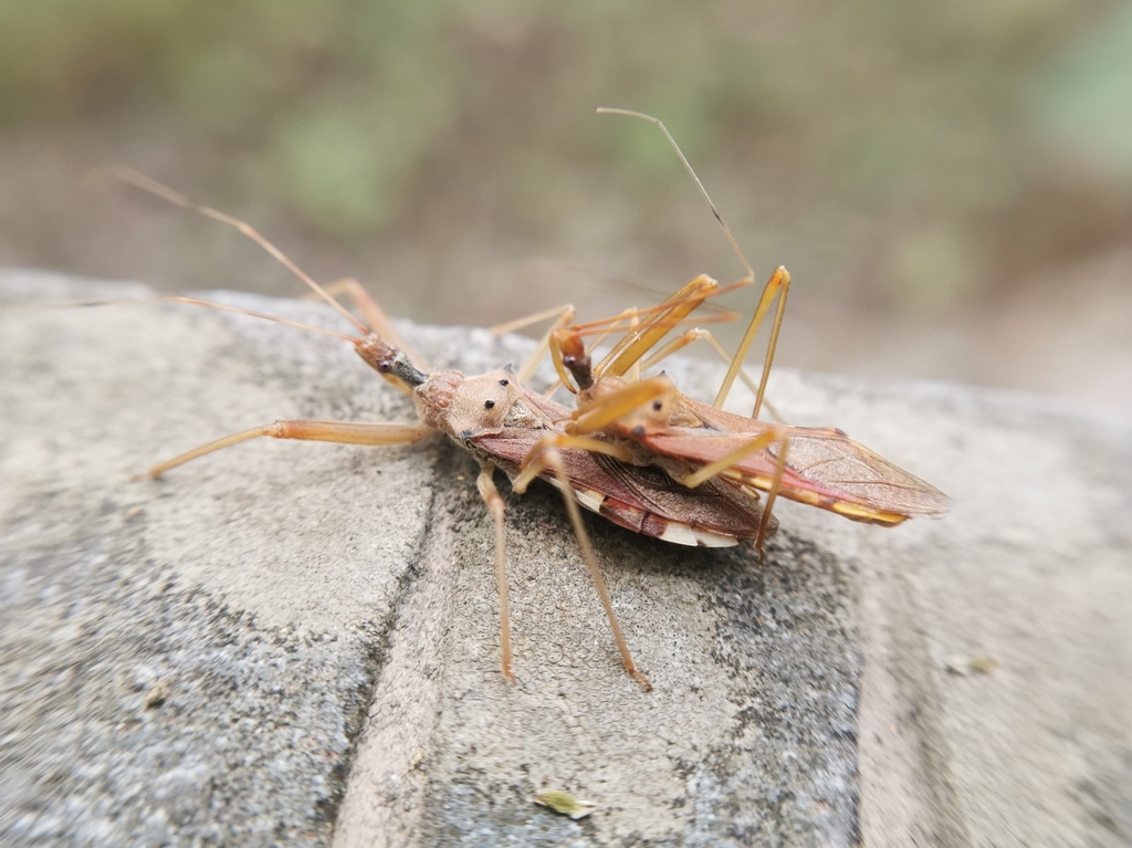 Epidaus tuberosus from 湖北省十堰市丹江口市蜡烛峰 on May 28, 2025 at 11:53 AM by ...