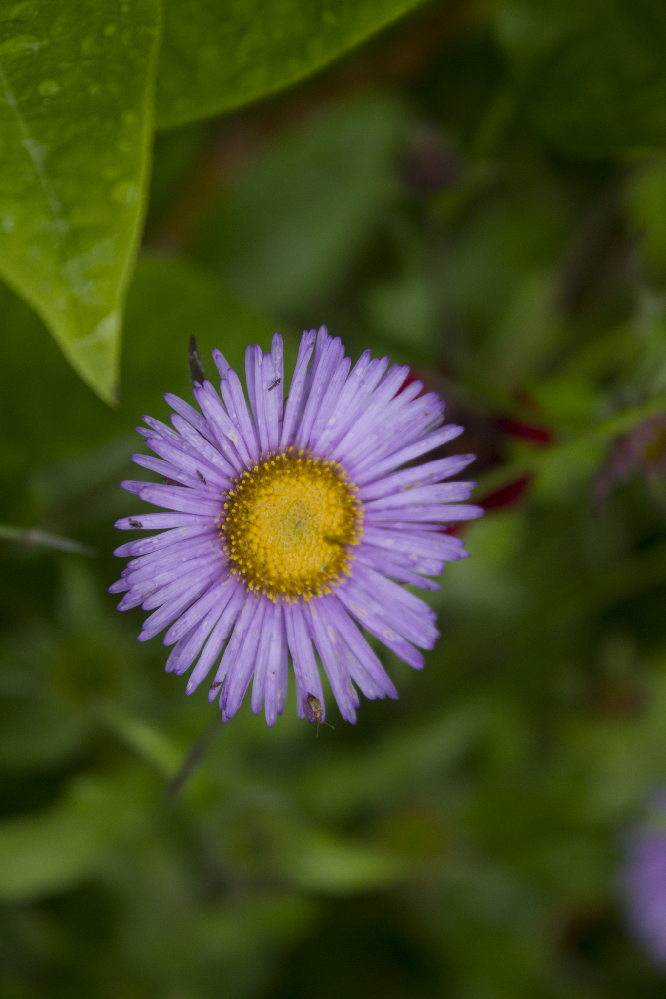 Erigeron multiradiatus (Lindl. ex DC.) Benth.