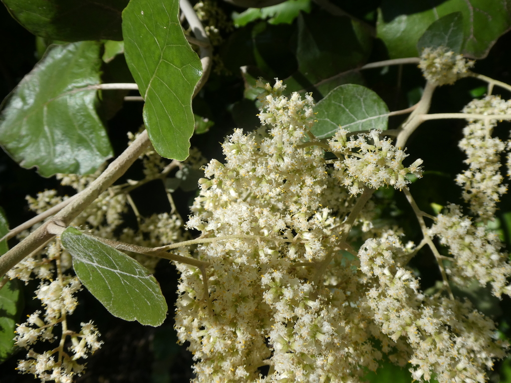 Rangiora from Waiona Bay, New Zealand on September 28, 2019 at 08:53 AM ...