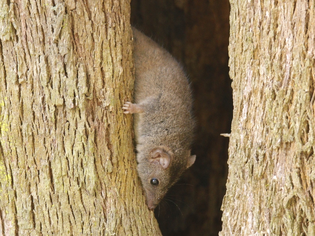 Agile Antechinus (Antechinus agilis) - Know Your Mammals
