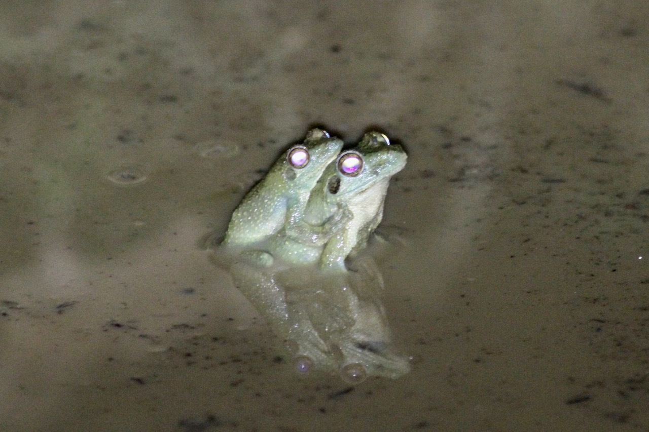Chiromantis rufescens (Günther, 1869)