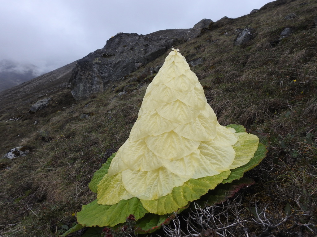 Sikkim rhubarb (Rheum nobile) - Botanical Realm