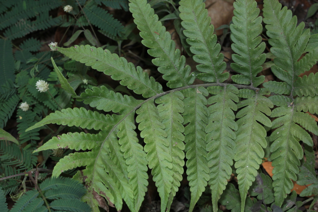 Tectaria dissecta in September 2019 by Franz Anthony · iNaturalist