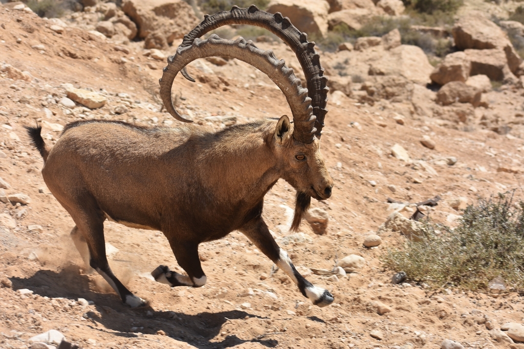 Nubian Ibex in September 2019 by sevjag · iNaturalist
