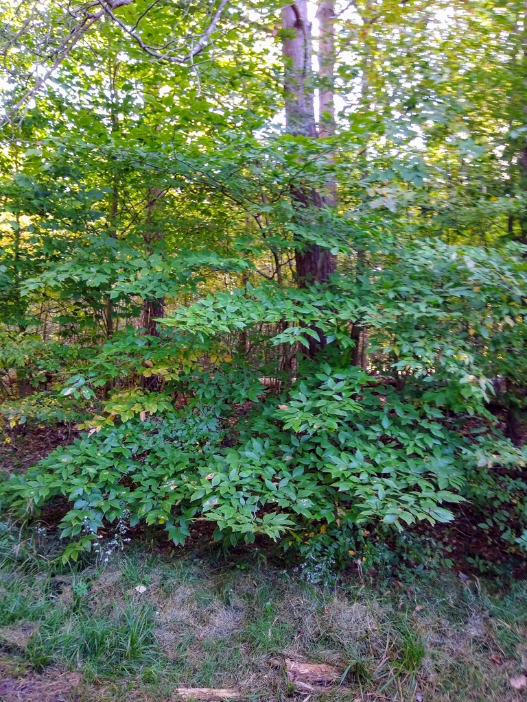 American beech from Arnot Forest on September 21, 2019 at 08:50 AM by ...