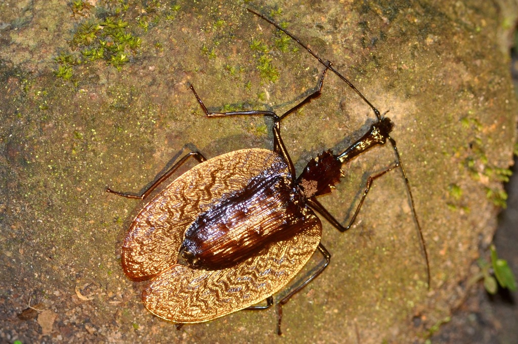 Violin Beetles from Ranau, Sabah, Malaysia on September 22, 2019 at 07: ...