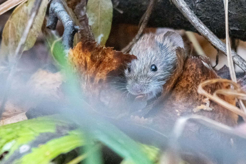 Grey Red-backed Vole from Kemerovskiy rayon, Kemerovo, Russia on ...