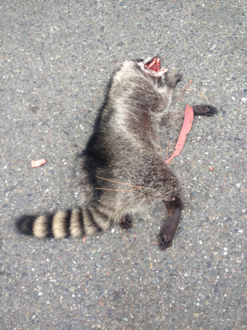 Common Raccoon from McLaren Park, San Francisco, California, US on ...