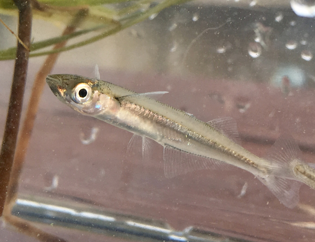 Silversides (Atheriniformes) - Marine Life Identification