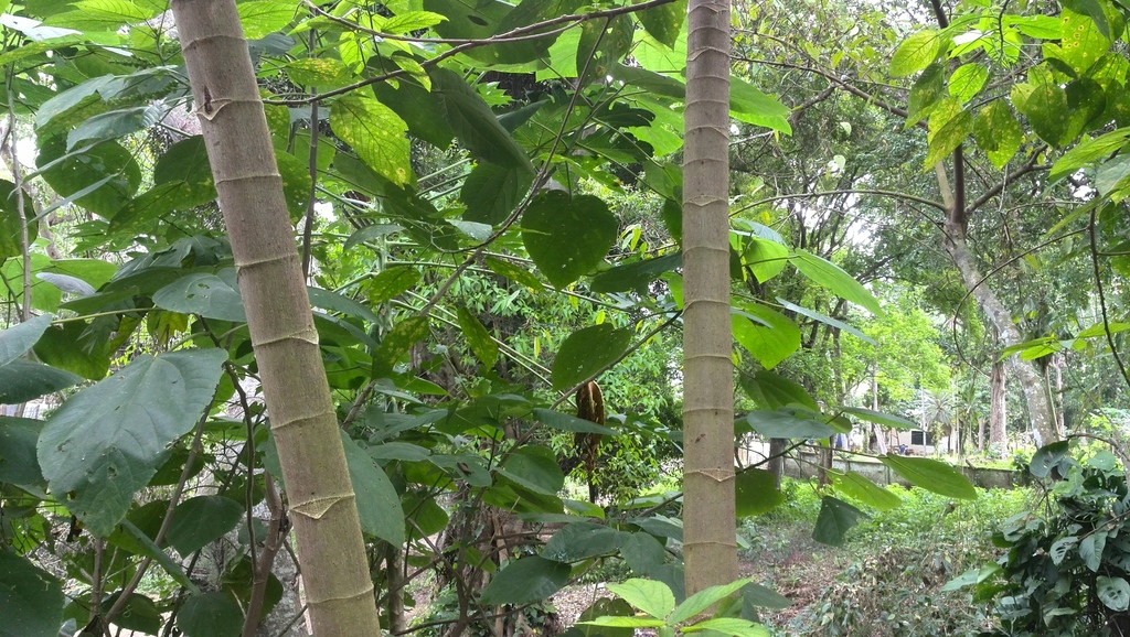 Cecropias (Cecropia) - Botanical Realm