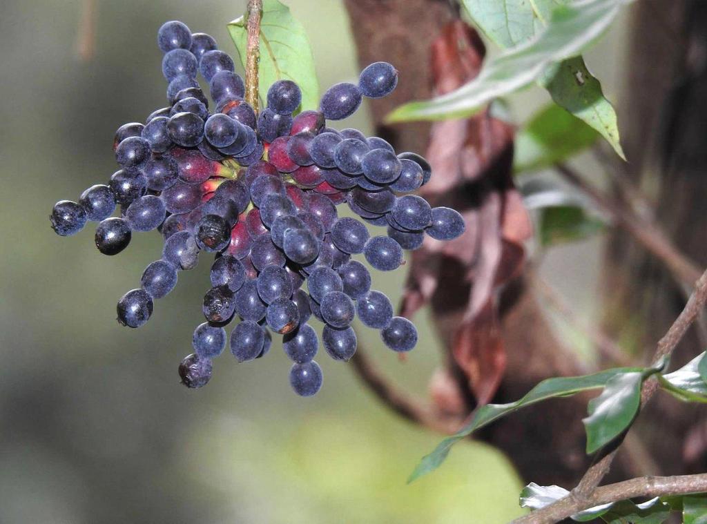 Chinese Desmos (Desmos chinensis) - Botanical Realm