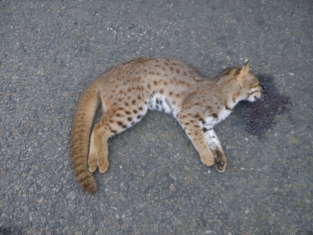 Mainland Rusty-spotted Cat in January 2016 by Ashwin Viswanathan ...