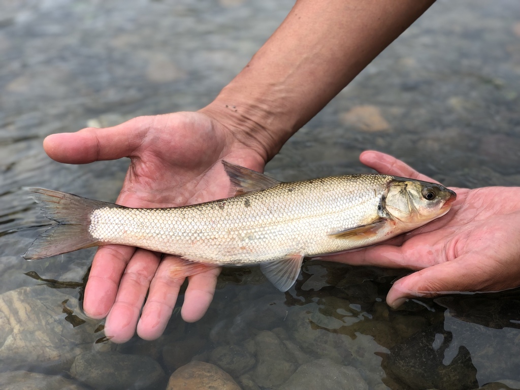 Japanese Dace (Pseudaspius hakonensis) - Marine Life Identification