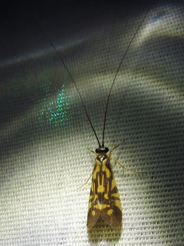 Macrostemum carolina · iNaturalist Mexico