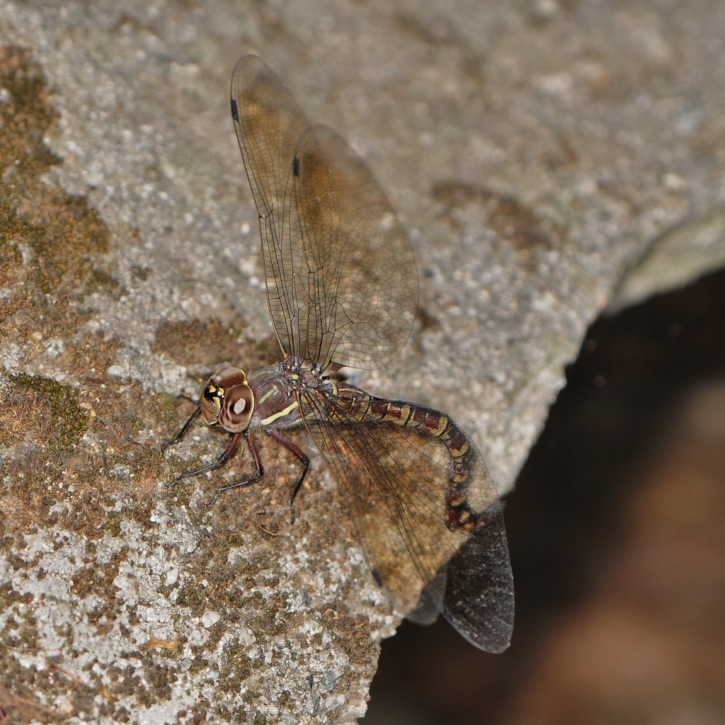 Walker's Darner from Angeles MRCA Open Space, Los Angeles, California ...