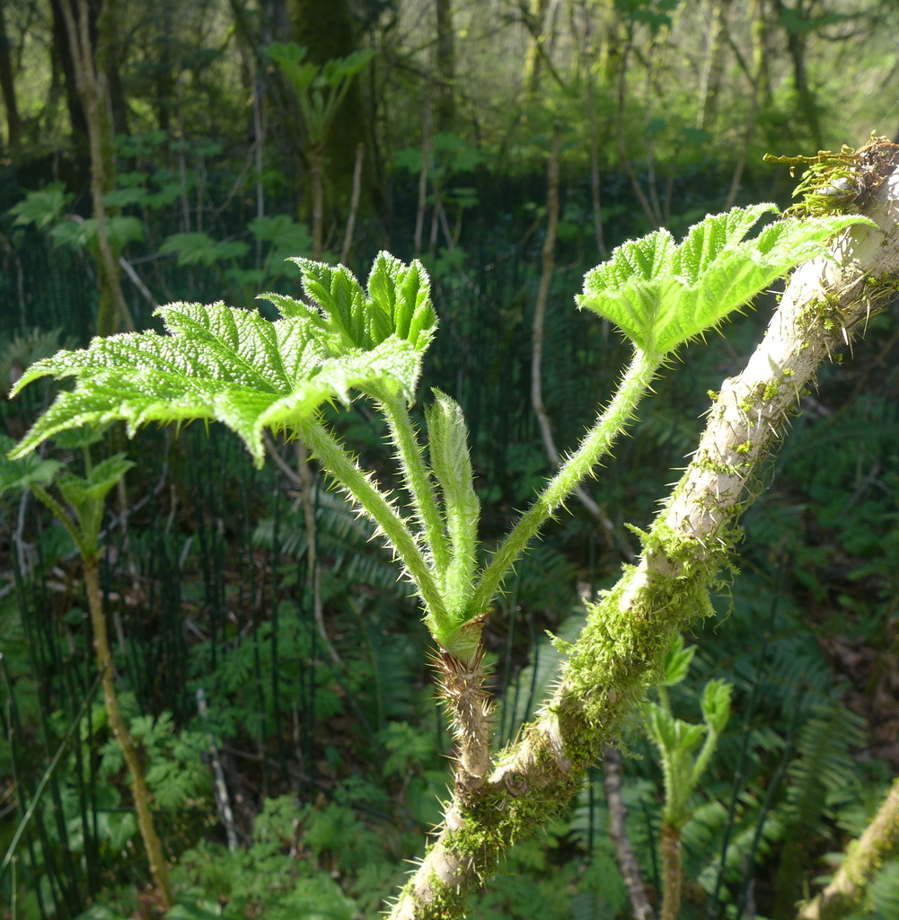 Devil's Club from Squamish, BC, Canada on April 2, 2016 at 01:59 PM by judith holm · iNaturalist