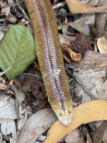 Typical Worm Lizards (Amphisbaenidae) - Snakes and Lizards