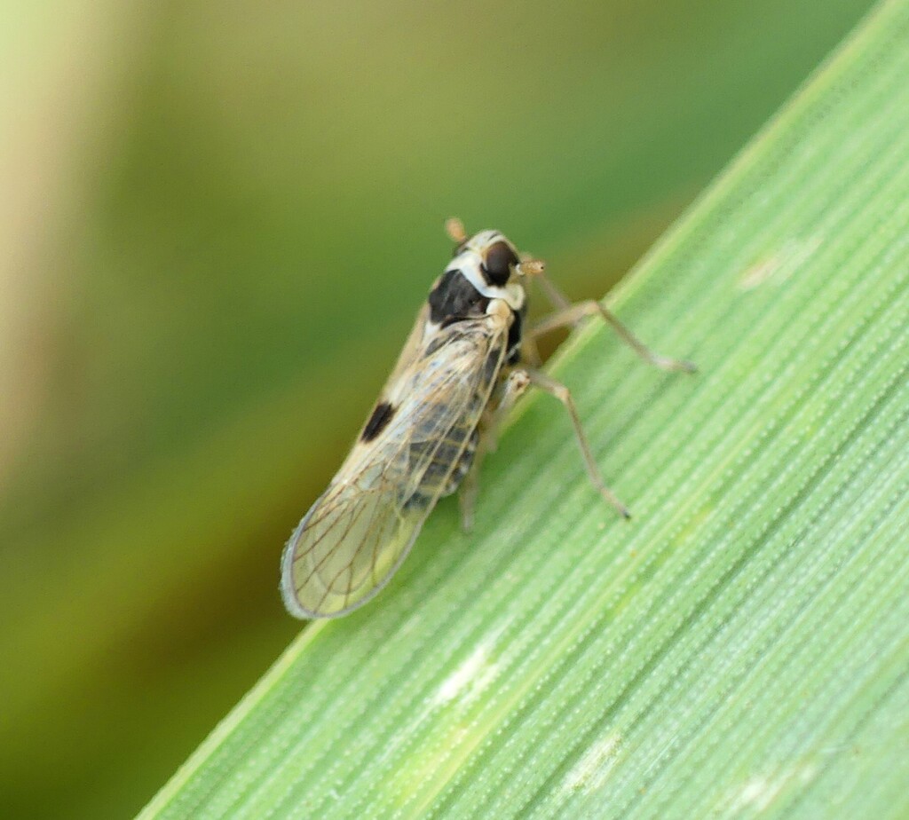small brown planthopper from Darmstadt-West, Darmstadt, Deutschland on ...